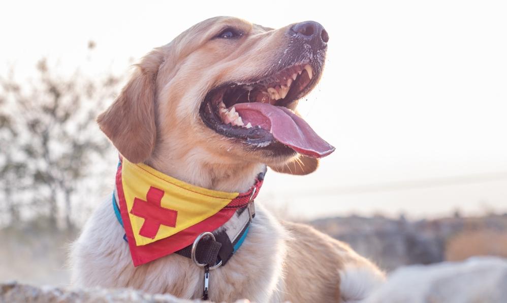 Celebrating Hero Dogs